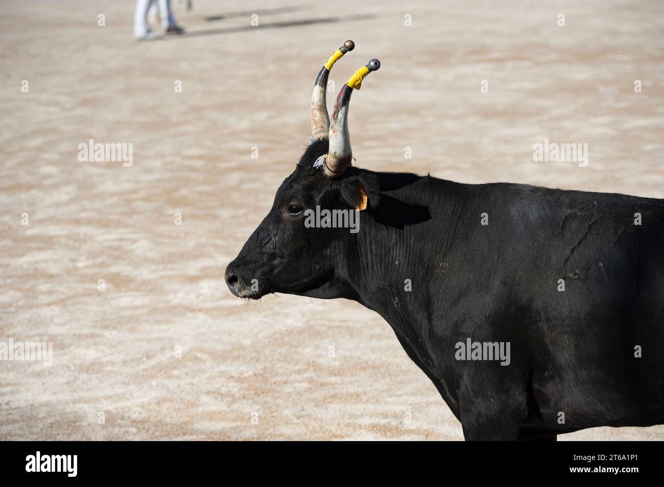 France, Arles, July 11th, 2014. Portrait of a Bull at Arles ...
