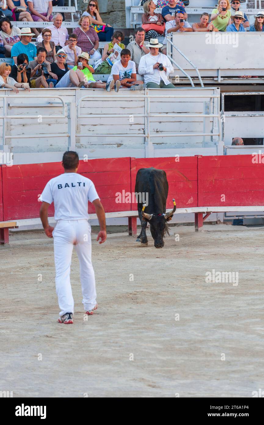 France, Arles, July 11th, 2014. Bull charging bullfighter at Arles ...