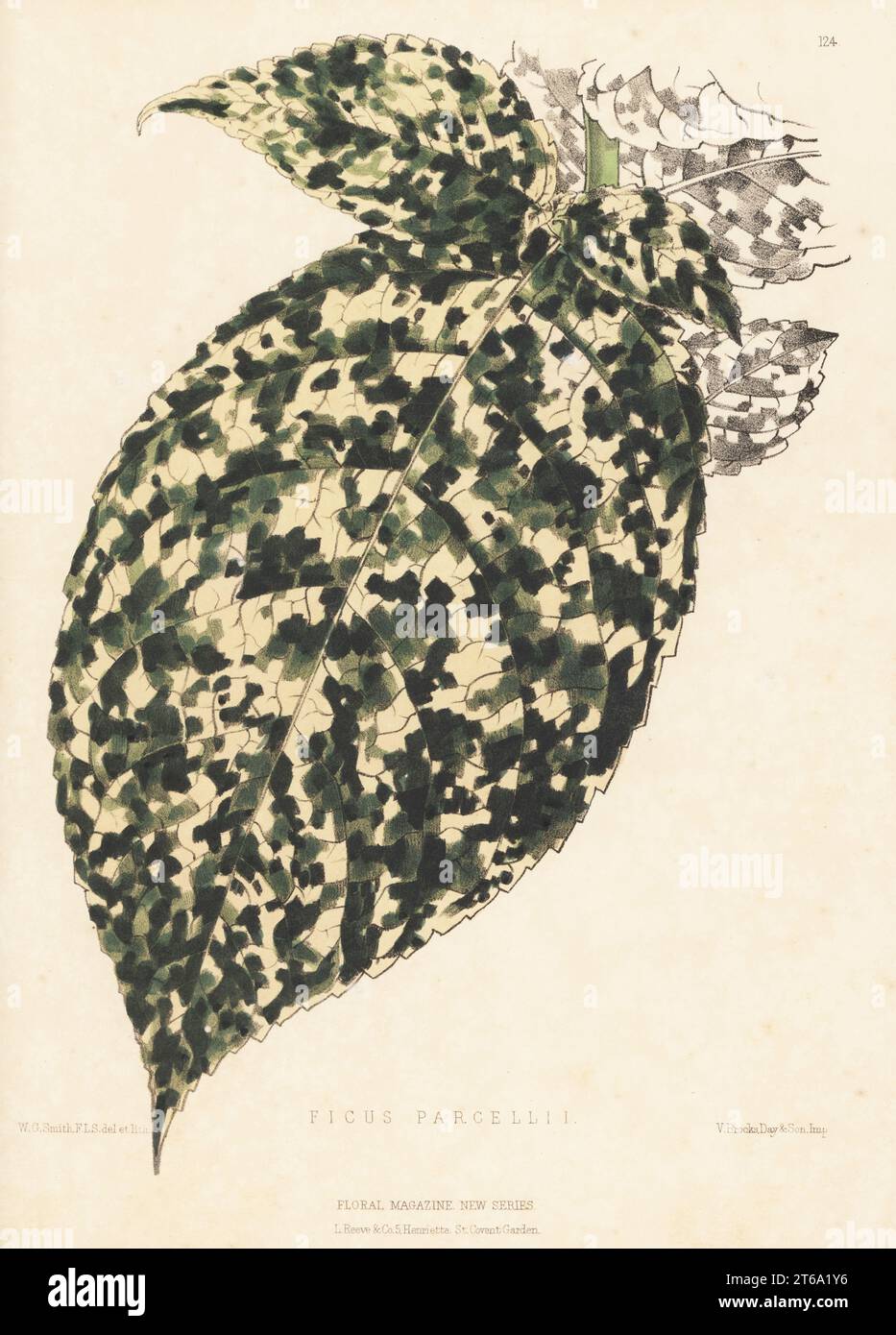 Clown fig with variegated foliage, Ficus aspera. Found by Parcell ...