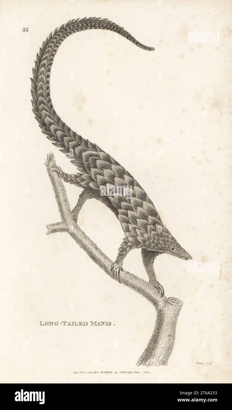 Long-tailed pangolin, Phataginus tetradactyla. Long-tailed manis, Manis ...