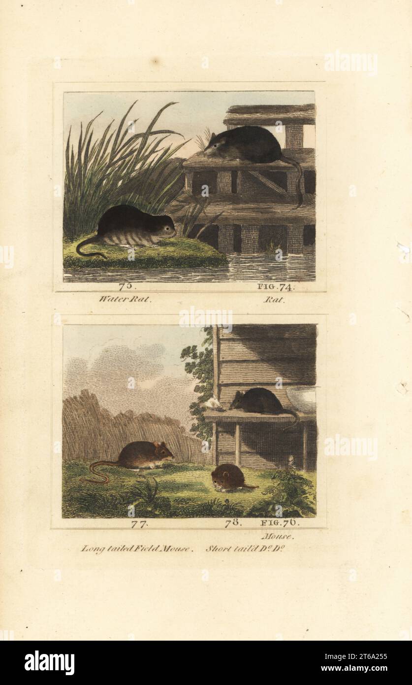 European water vole or water rat, Arvicola amphibius 75, brown rat ...