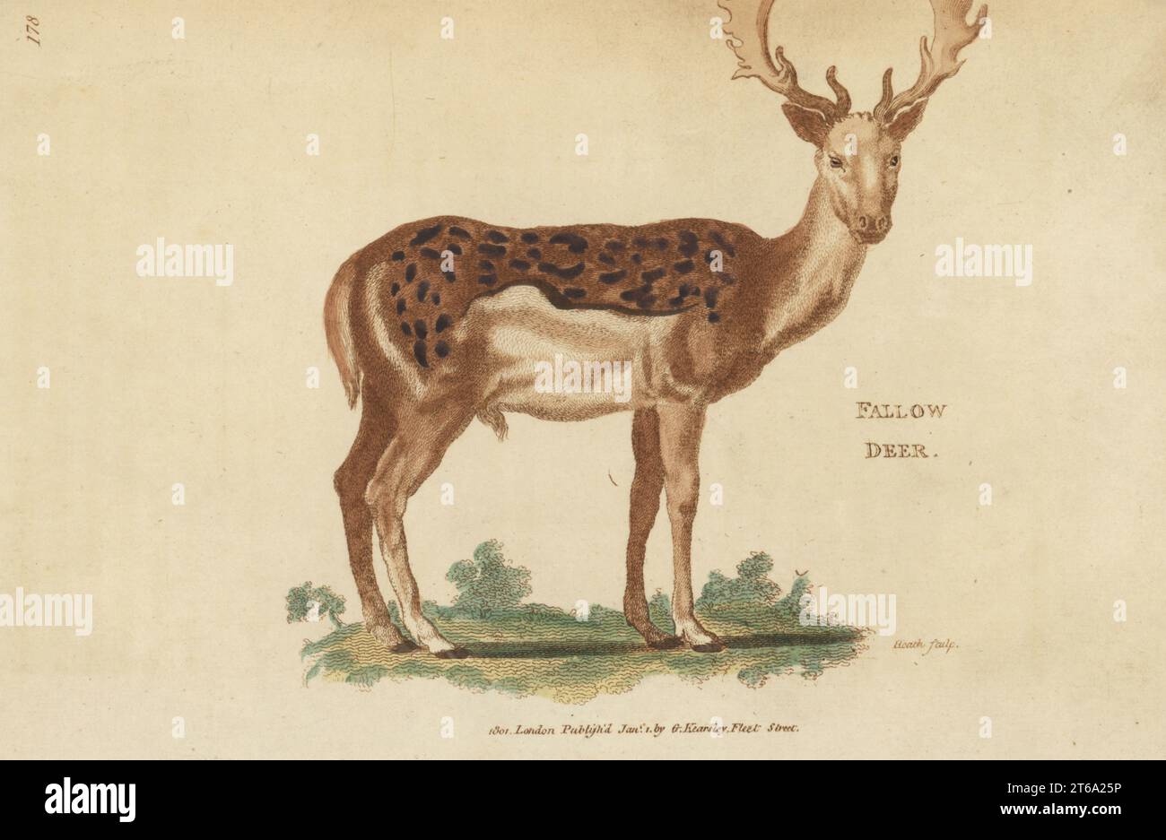 European fallow deer, male or buck with antlers, Dama dama. Fallow deer ...
