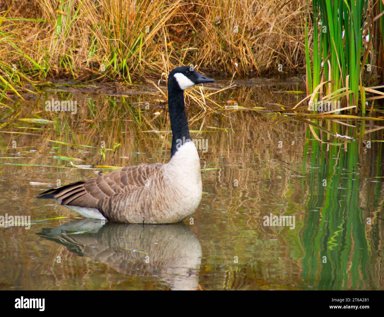 Head neck stretched hi-res stock photography and images - Alamy