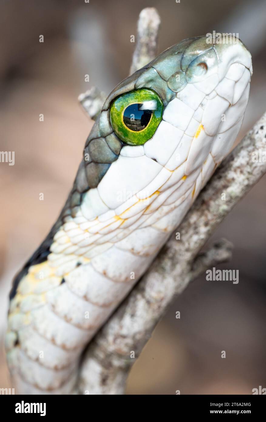 Curved small stick hi-res stock photography and images - Alamy