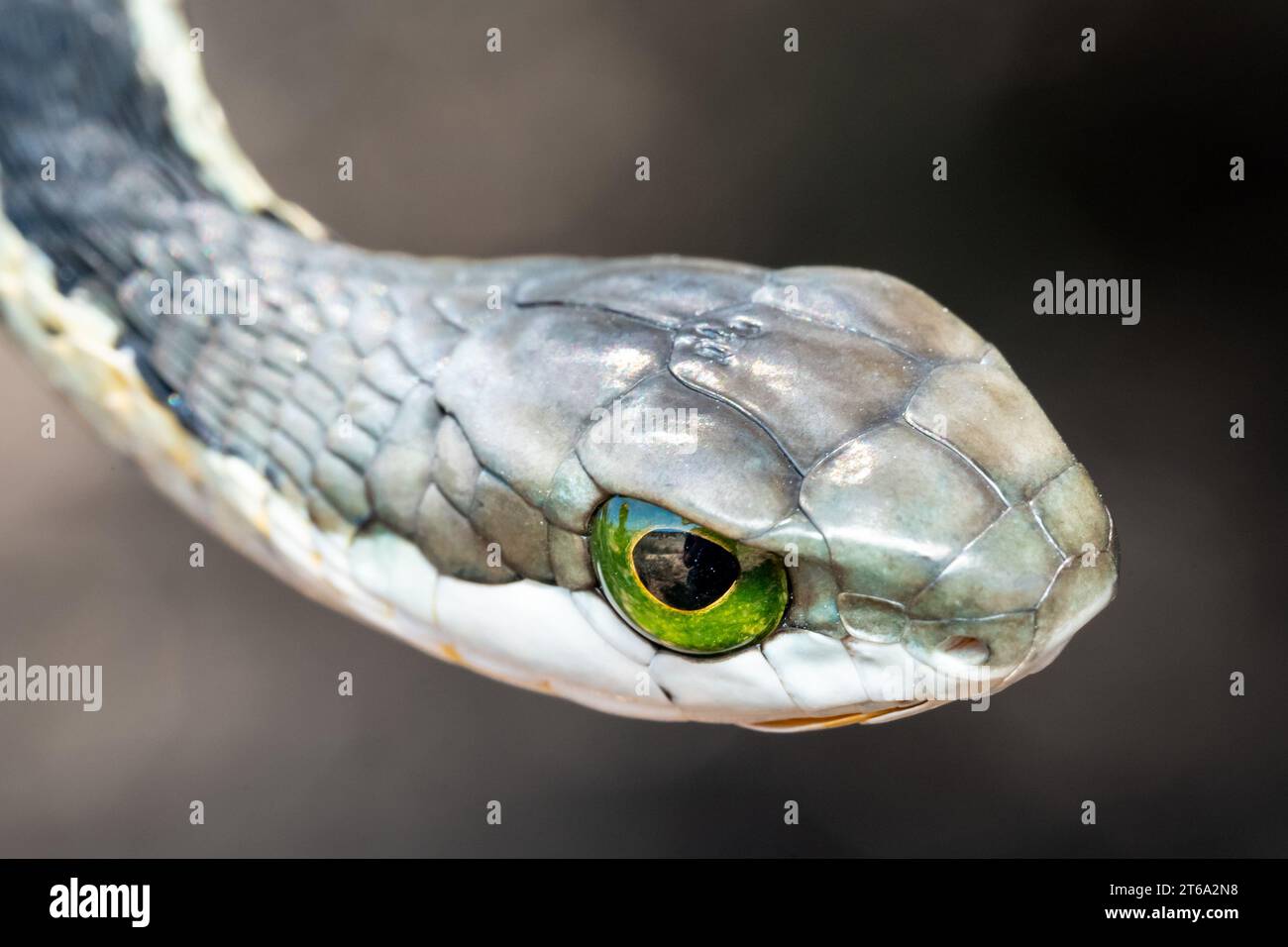 Close-up shot of a reptilian snake's head, featuring two green eyes and ...