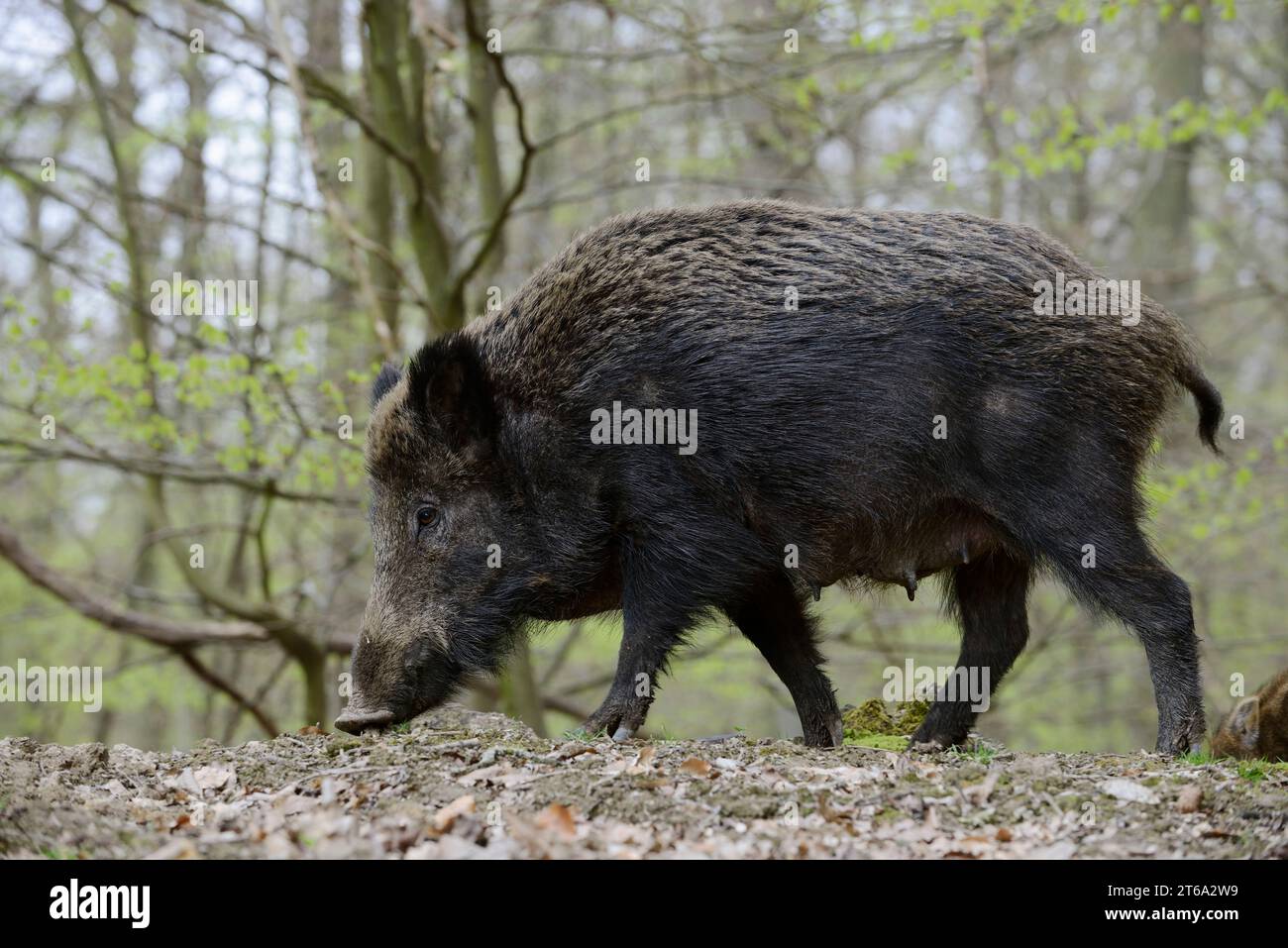 European Wild Boar (Sus scrofa scrofa), female, North Rhine-Westphalia ...