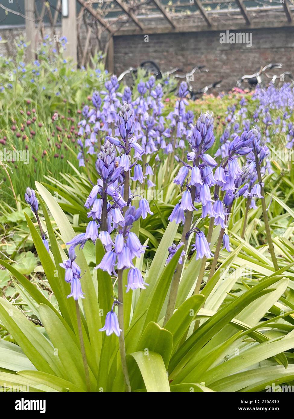 An idyllic scene of bluebell flowers blooming in the foreground of a ...