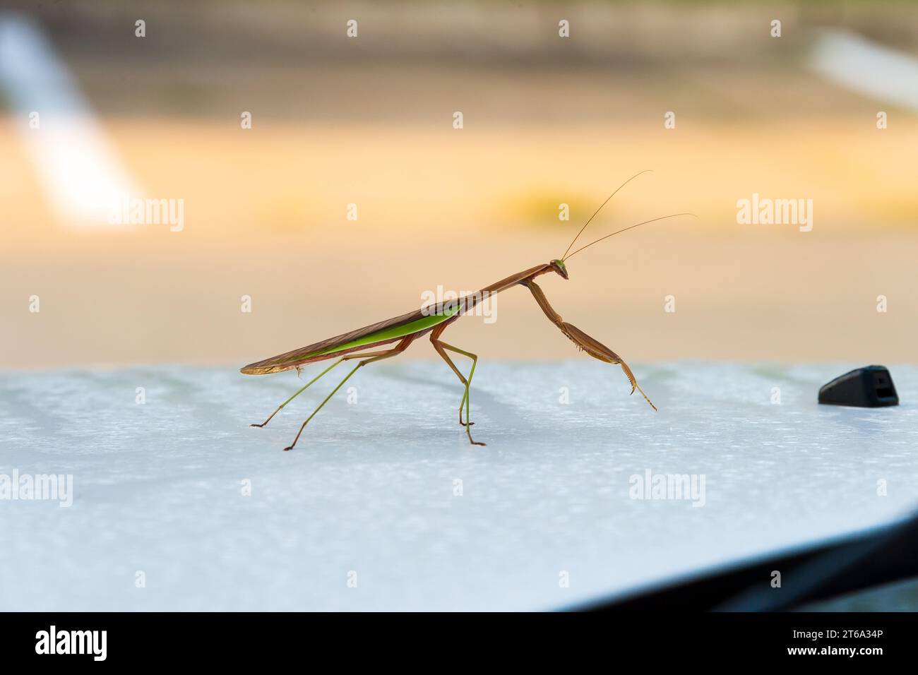 A praying mantis walks across a dew covered automobile hood Stock Photo ...