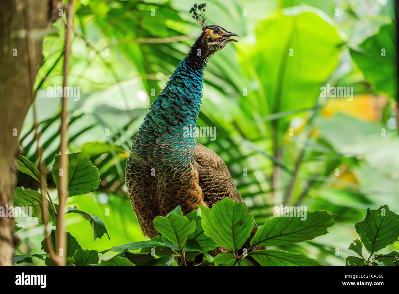 The Kampong, National Tropical Botanical Garden in Miami, Florida ...