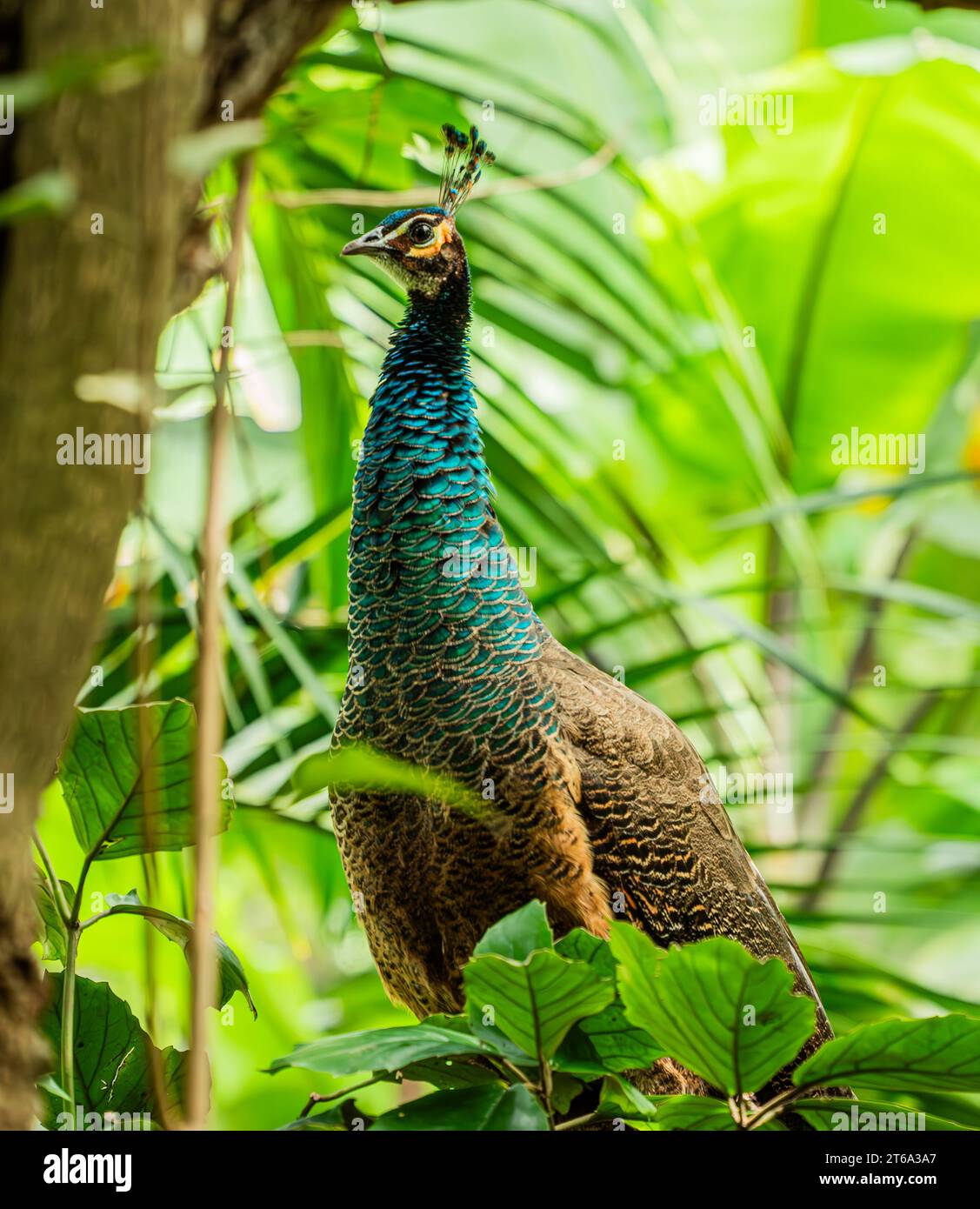 The Kampong, National Tropical Botanical Garden in Miami, Florida ...
