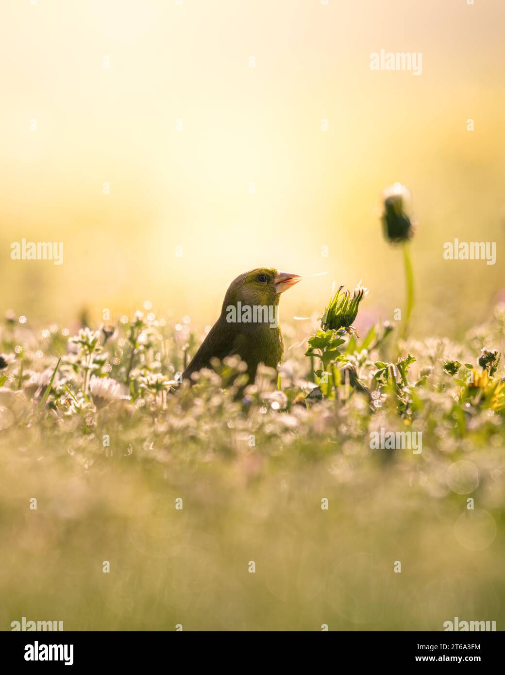 Graceful daisies hi-res stock photography and images - Alamy