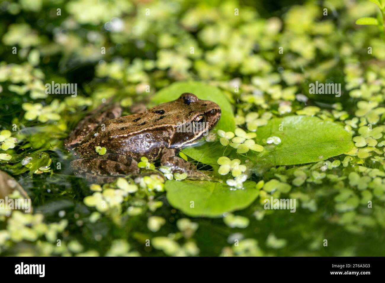 Amphibious creature hi-res stock photography and images - Alamy