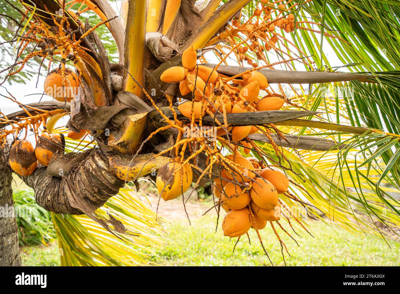 The Kampong, National Tropical Botanical Garden in Miami, Florida ...
