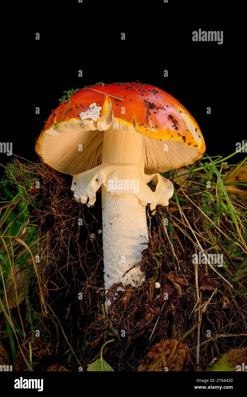 A vibrant orange and white mushroom stands tall among a bed of lush ...