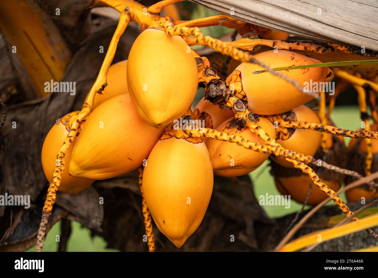 Golden malayan dwarf coconut palm tree hi-res stock photography and ...