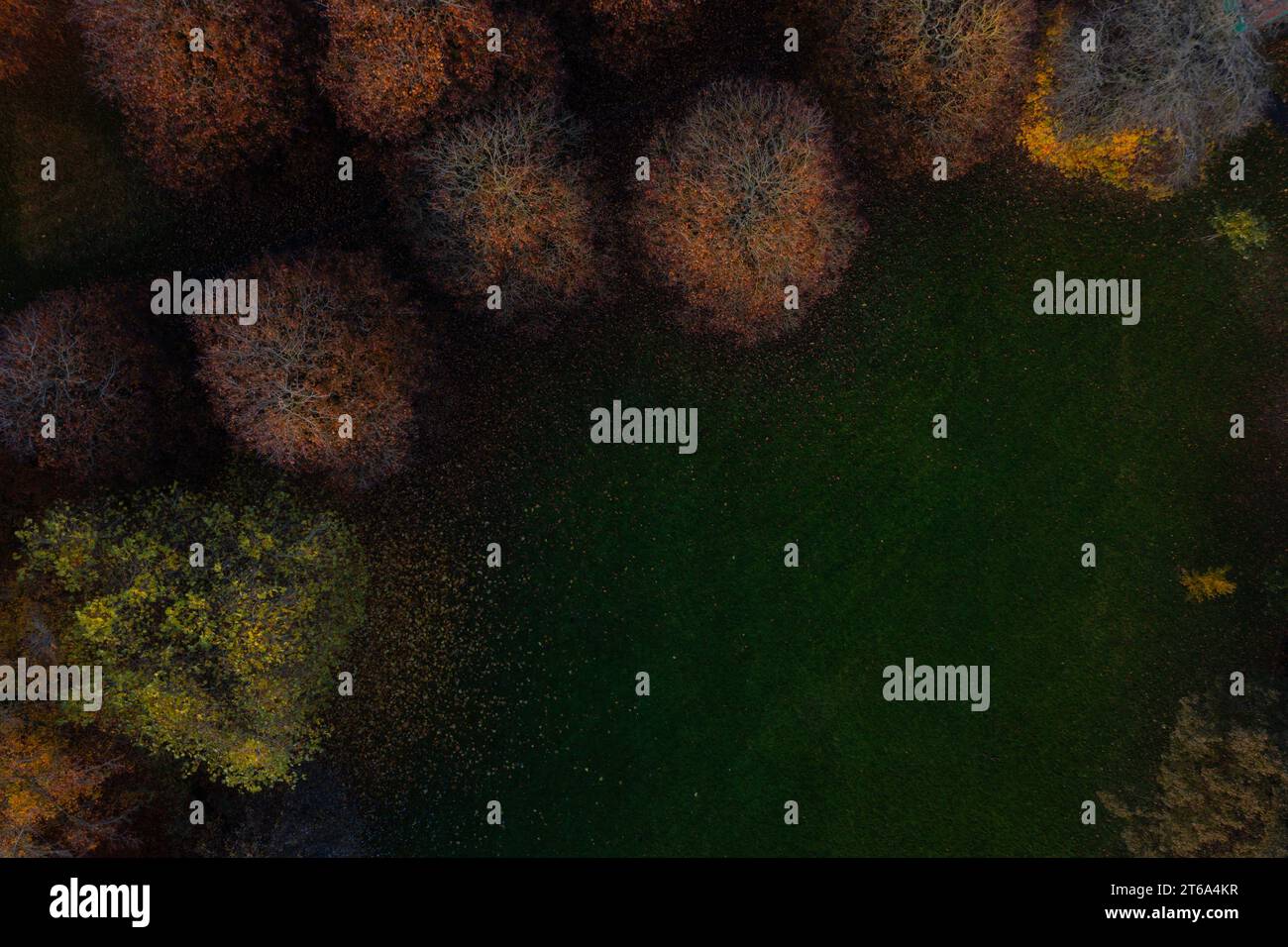 Canopy of deciduous trees hi-res stock photography and images - Alamy