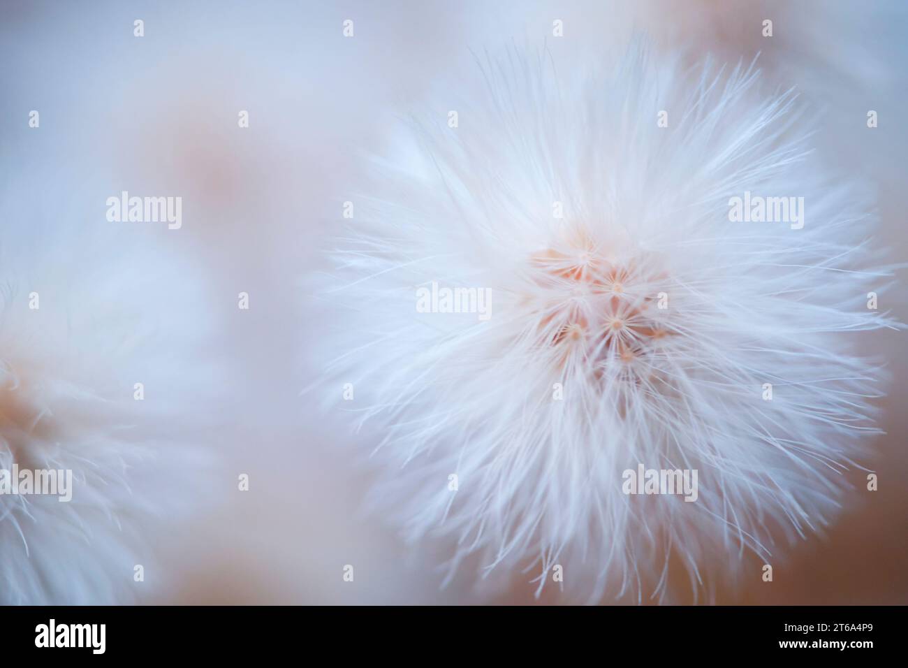 Nature delicate background with white fluffy flower Stock Photo - Alamy
