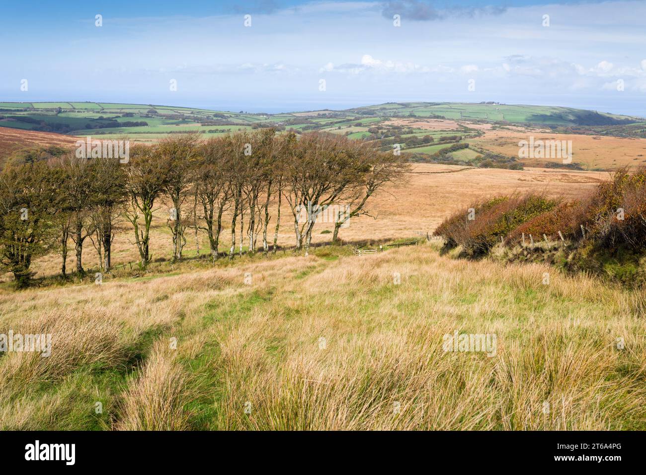 English beech trees hi-res stock photography and images - Alamy