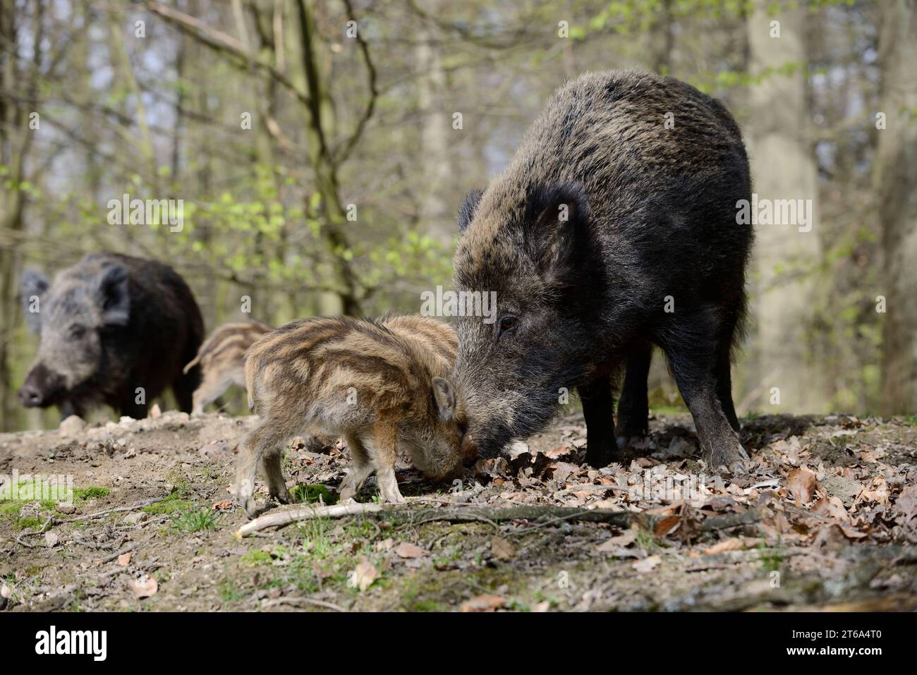 Wildschwein frischling hi-res stock photography and images - Alamy
