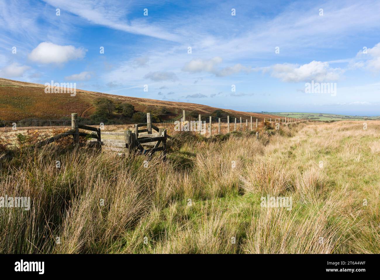 Thornworthy little common hi-res stock photography and images - Alamy