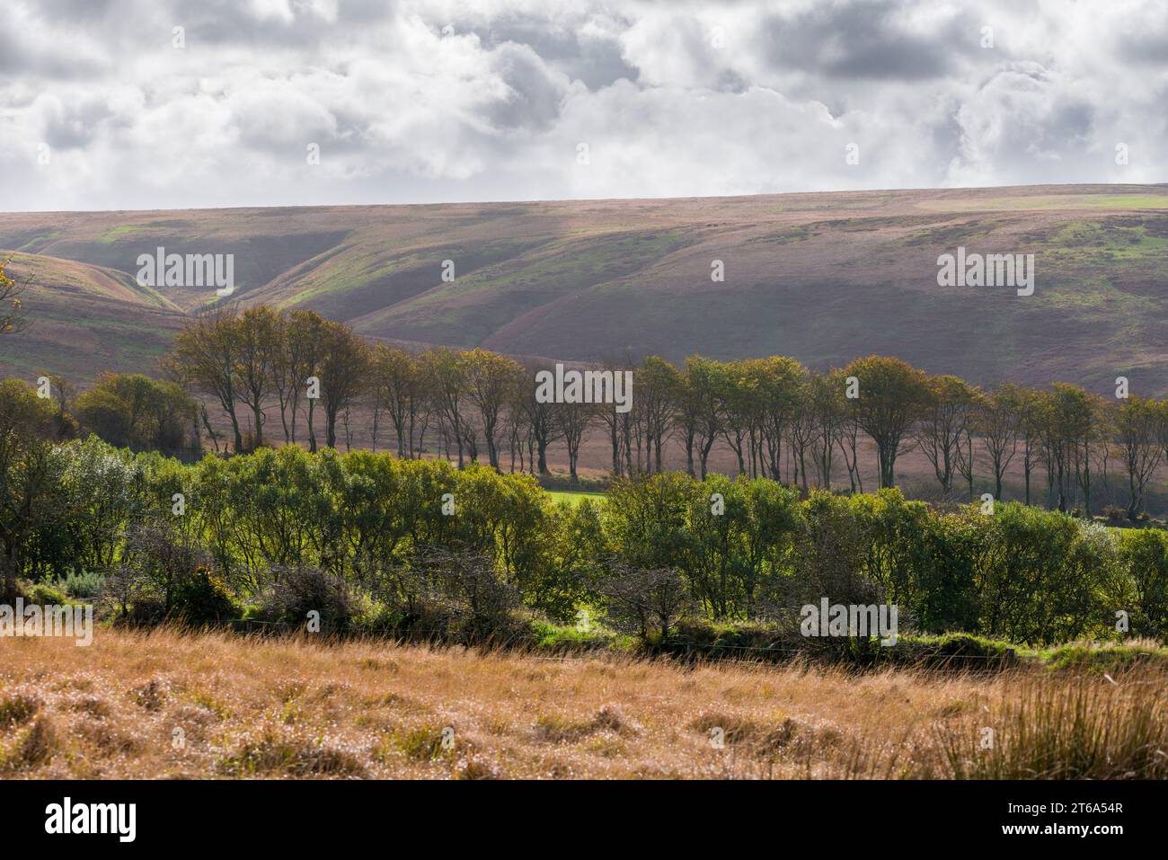 Ruckham Combe on The north side of The Chains from Furzehill Common in ...