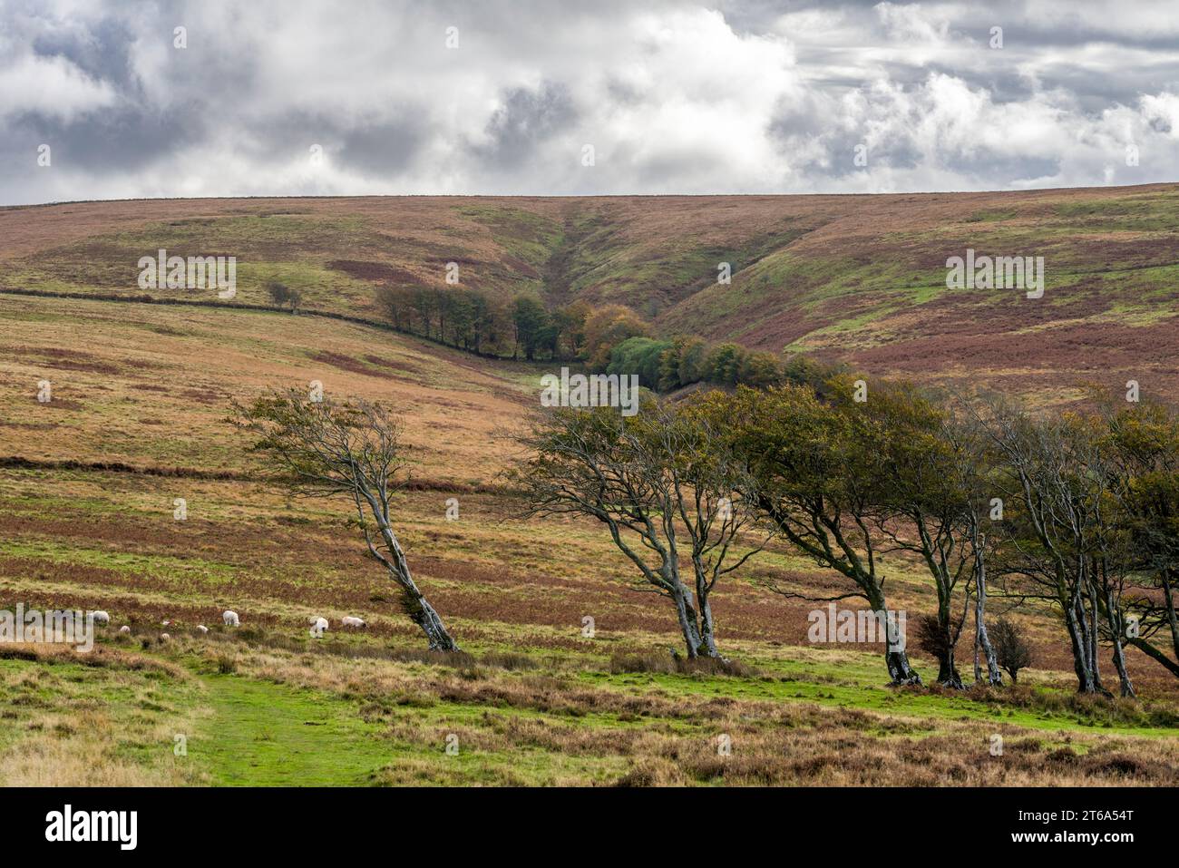 Furzehill hi-res stock photography and images - Alamy