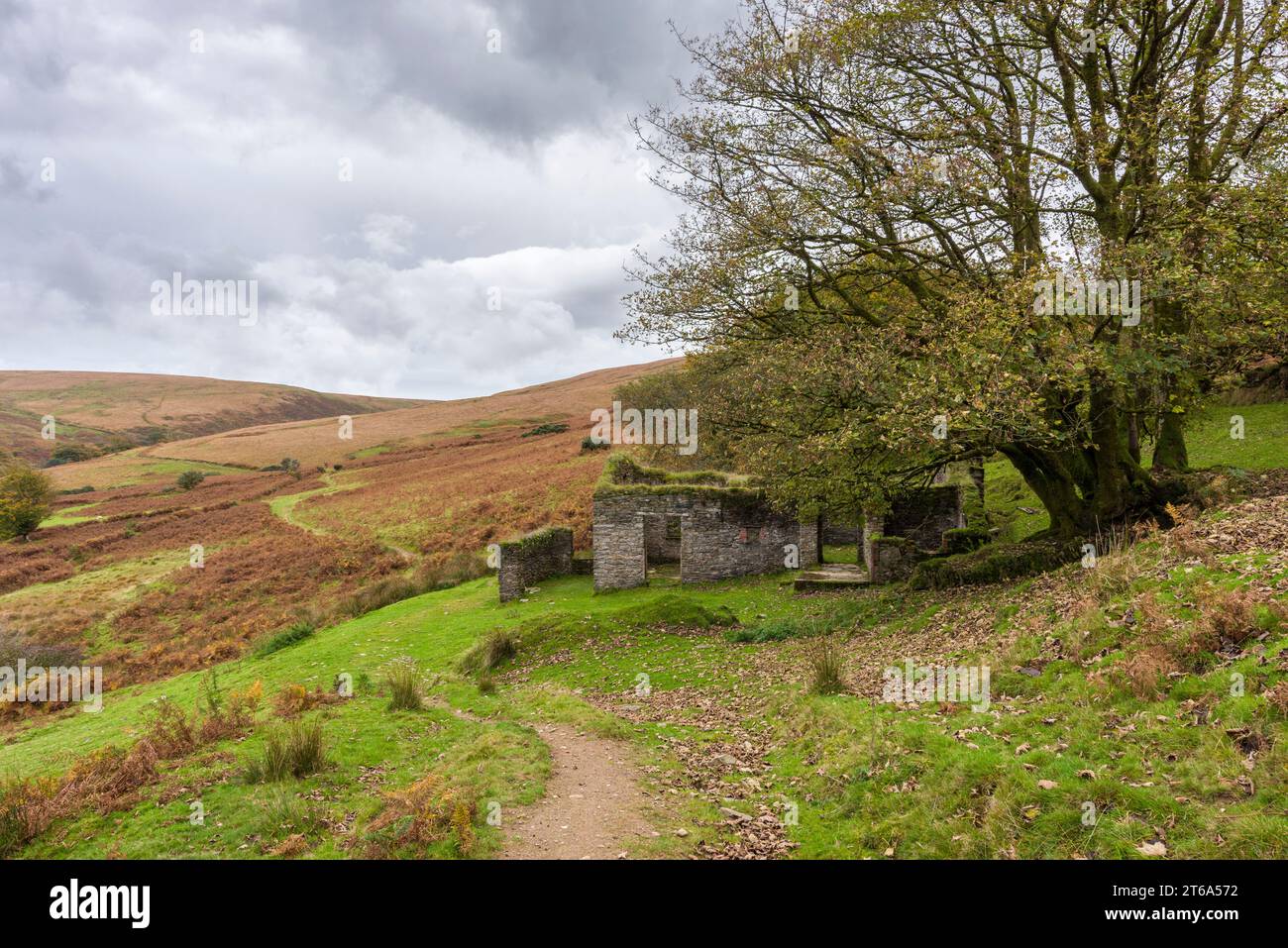 Hoar oak tree exmoor hi-res stock photography and images - Alamy