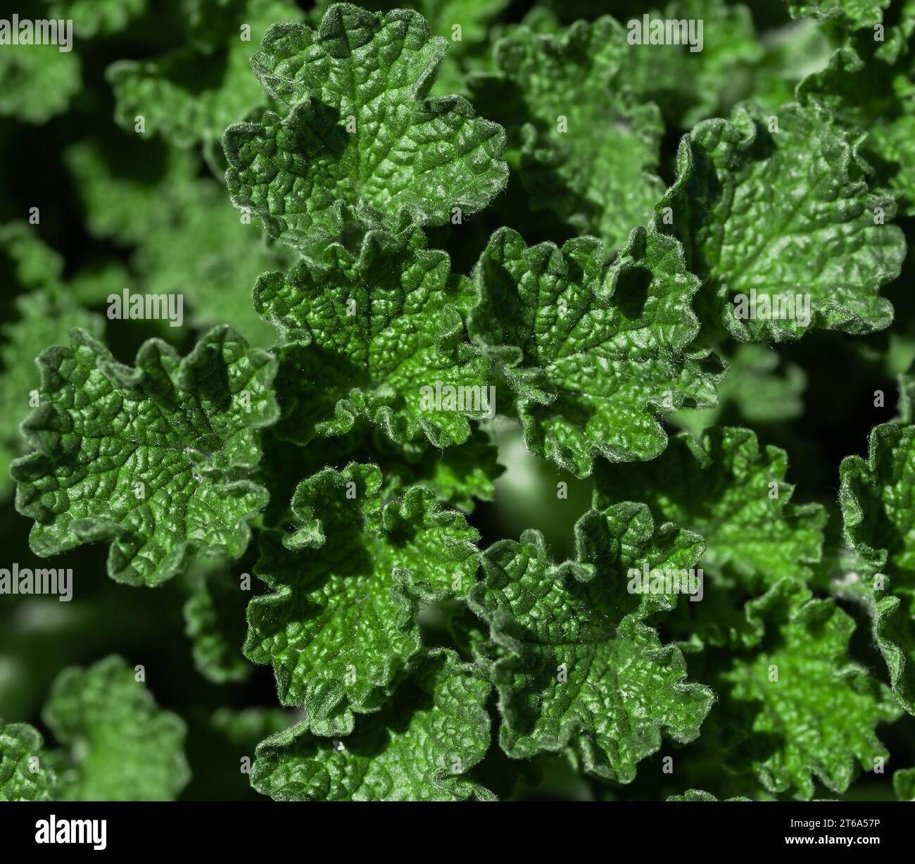 Natural abstract, delicate and fluid shapes lines. Colored dark green ...