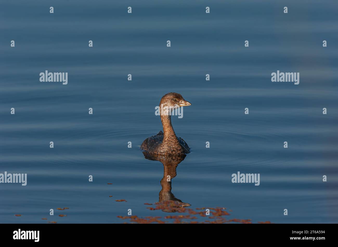 Migrating ripples hi-res stock photography and images - Alamy