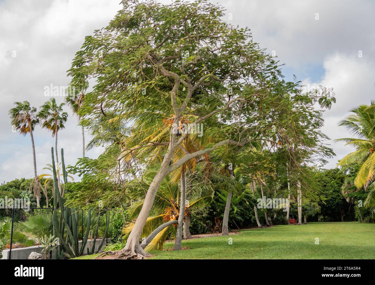The Kampong, National Tropical Botanical Garden in Miami, Florida ...