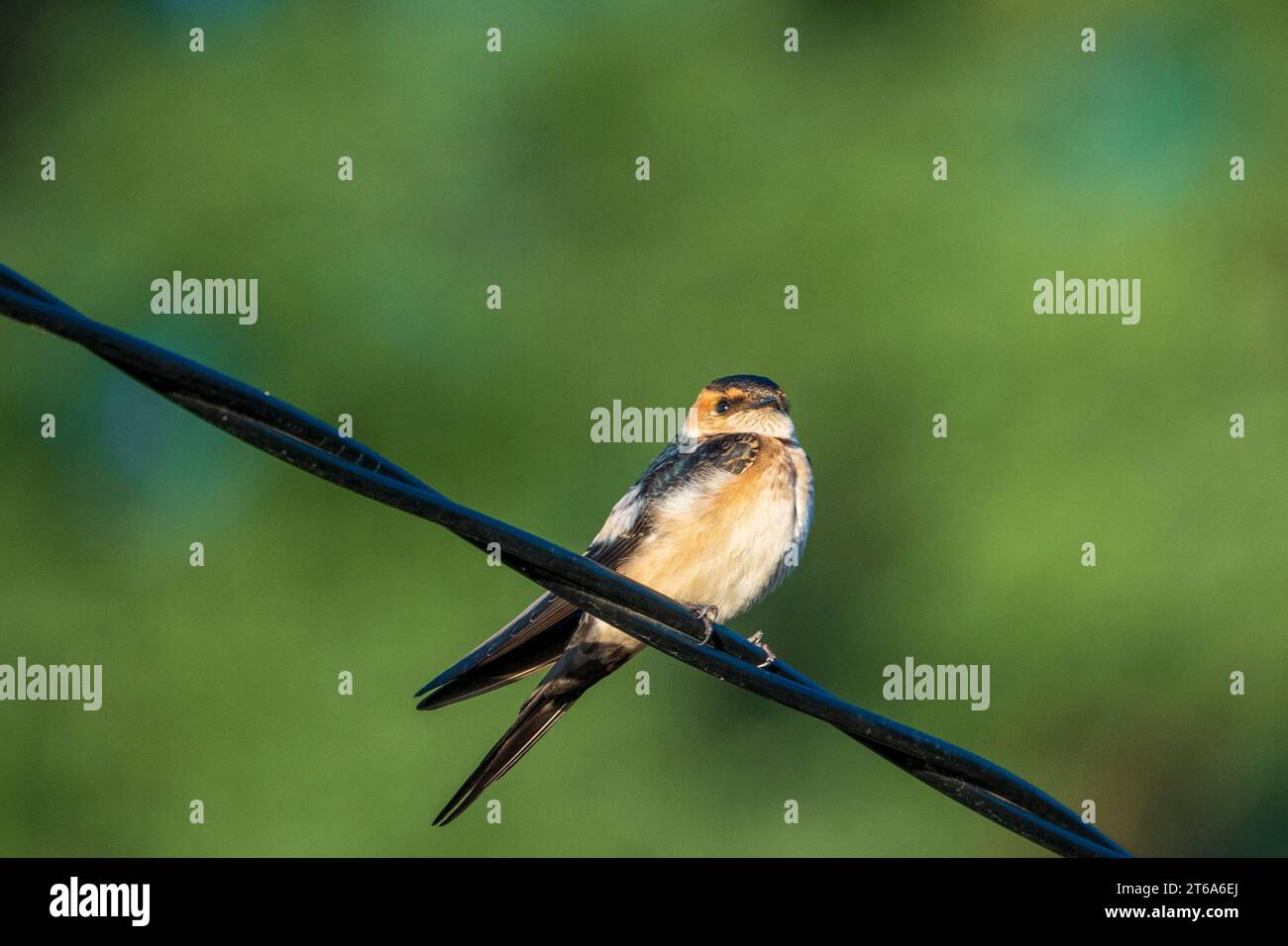 One bird, red rumped swallow on the black wire. Electricrity cable ...