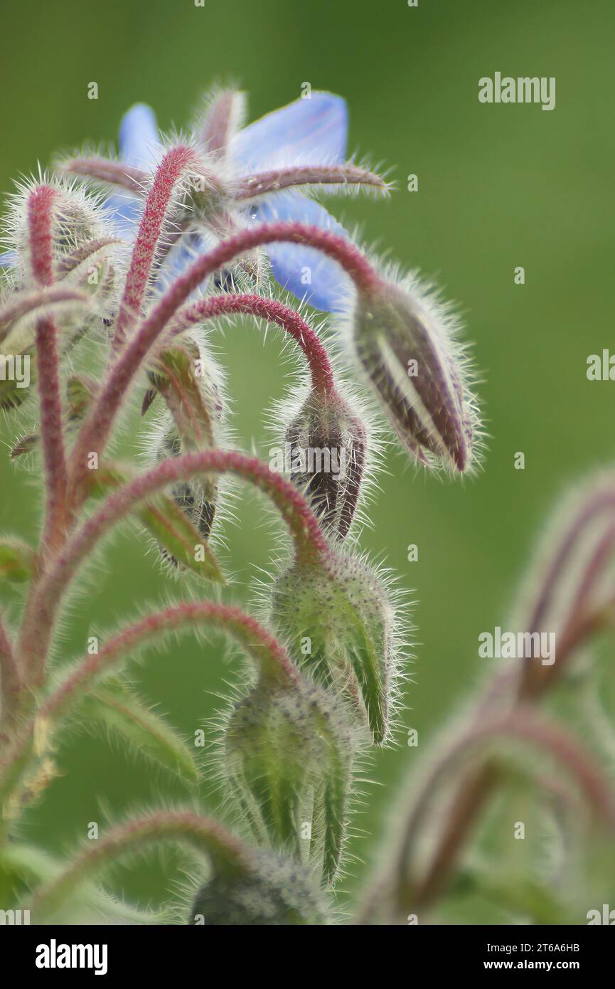 Natural Closeup on the blue flowers othe Borage plant, Borago ...