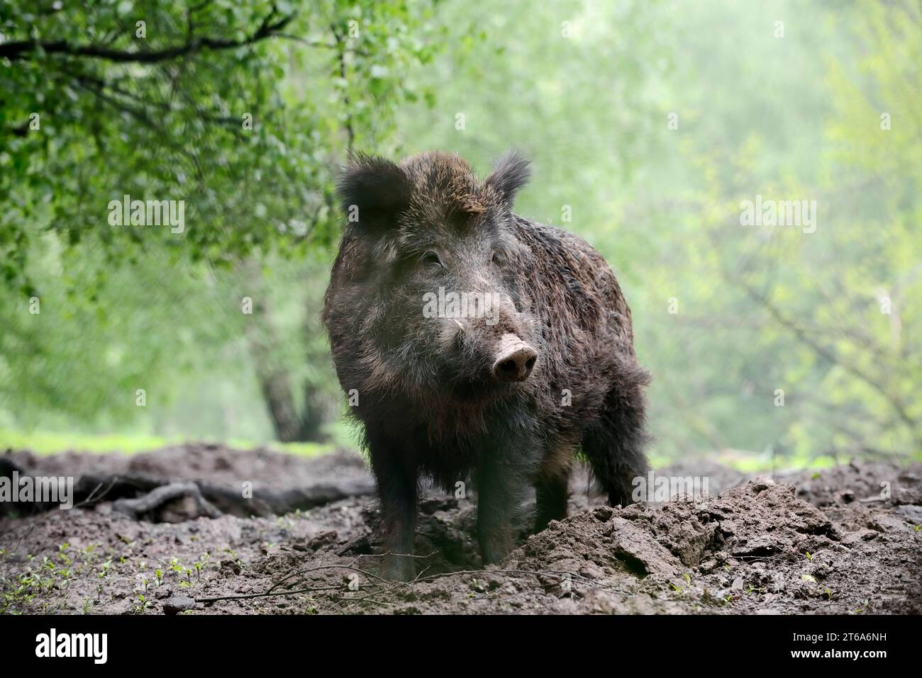 European Wild Boar (Sus scrofa scrofa), North Rhine-Westphalia, Germany ...