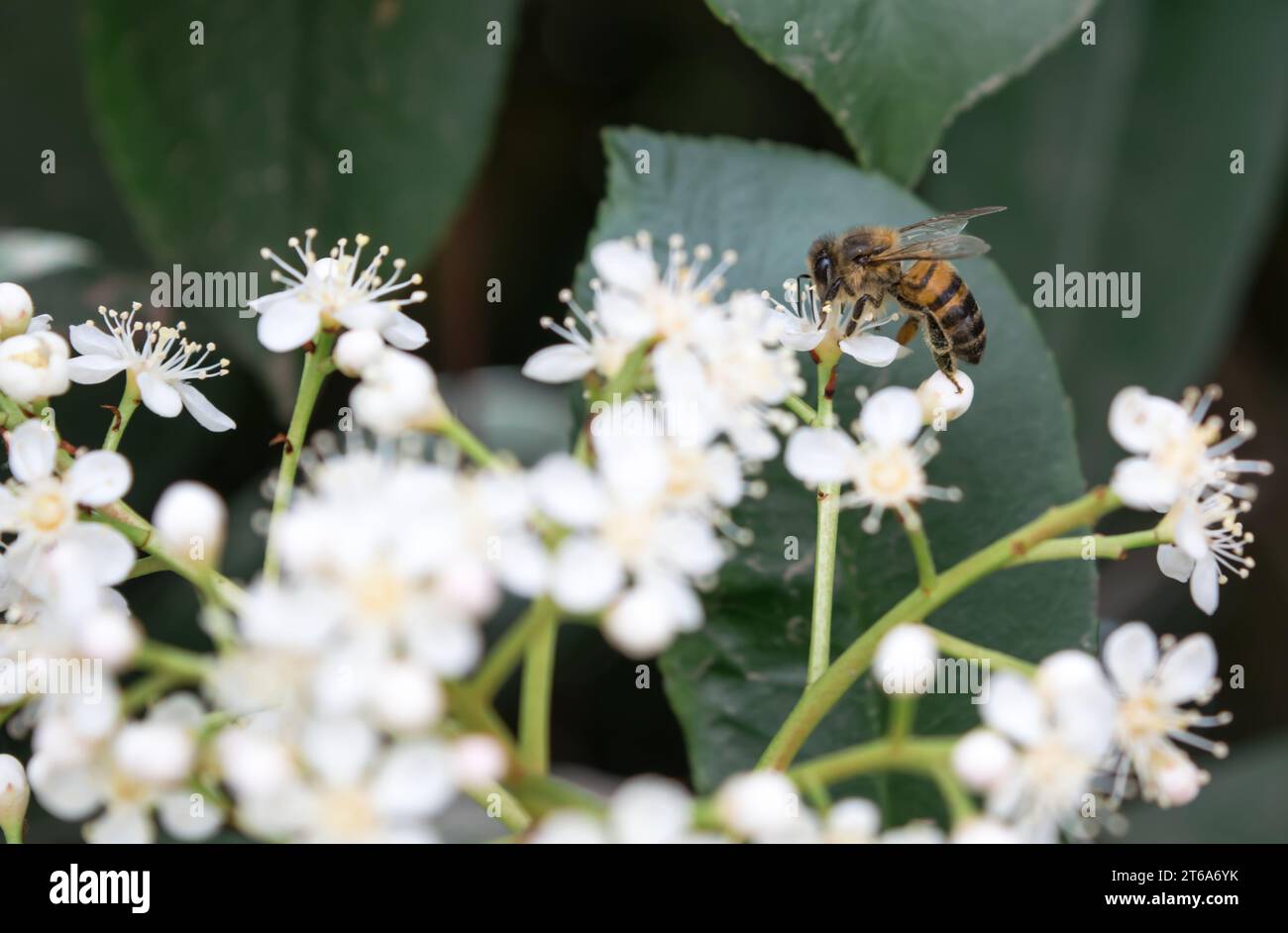 Style view small hi-res stock photography and images - Alamy