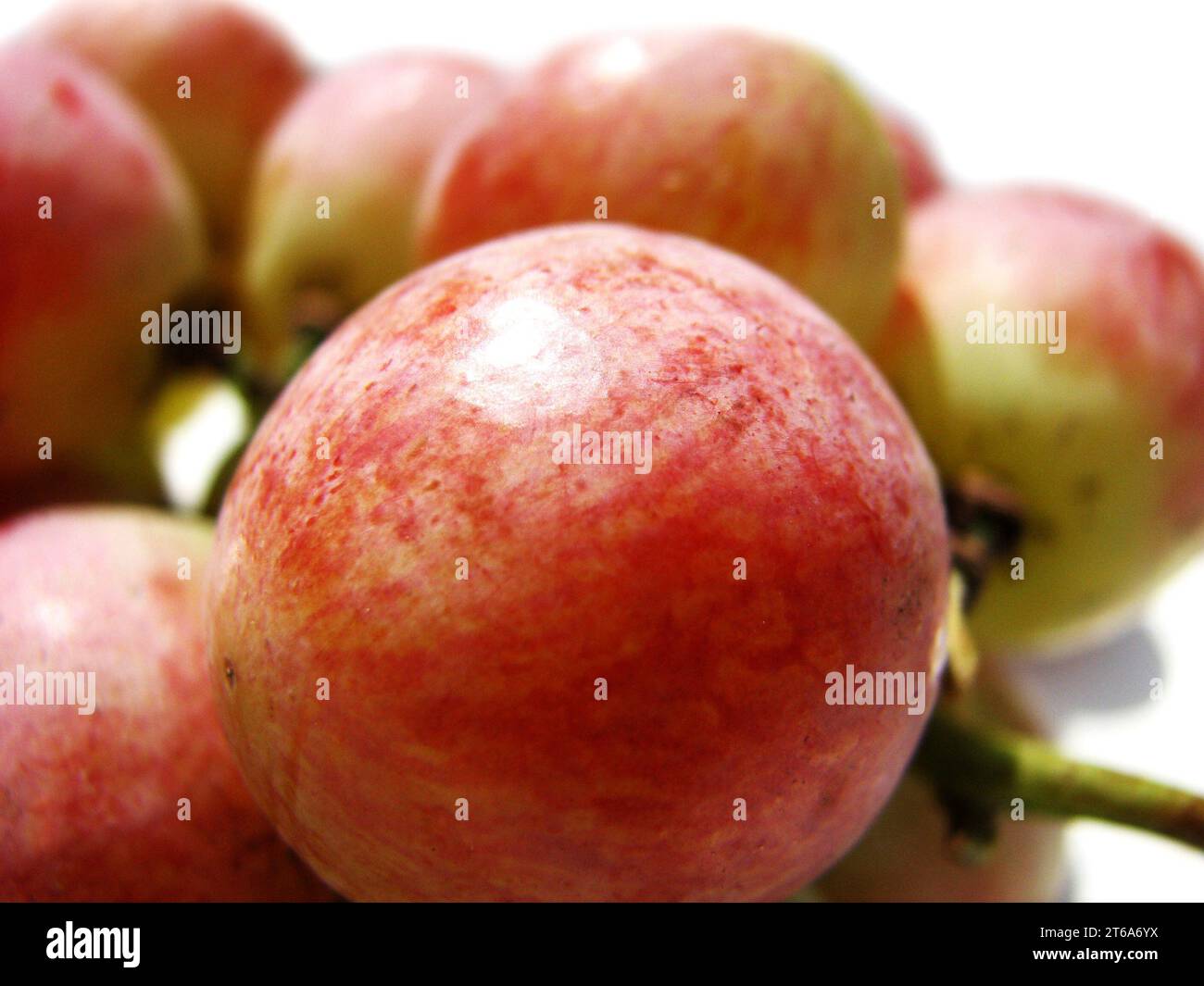 Rose grape hi-res stock photography and images - Alamy