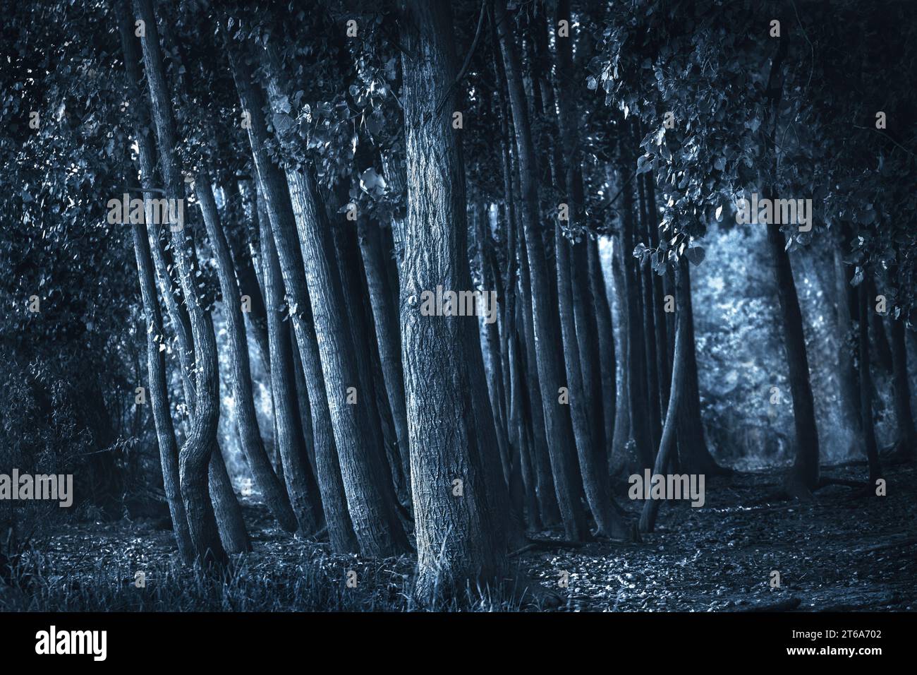 Moody atmosphere in a fairytale-like dark forest with a path ...