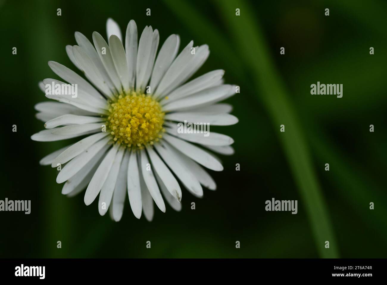 Daisy flower pictures hi-res stock photography and images - Alamy