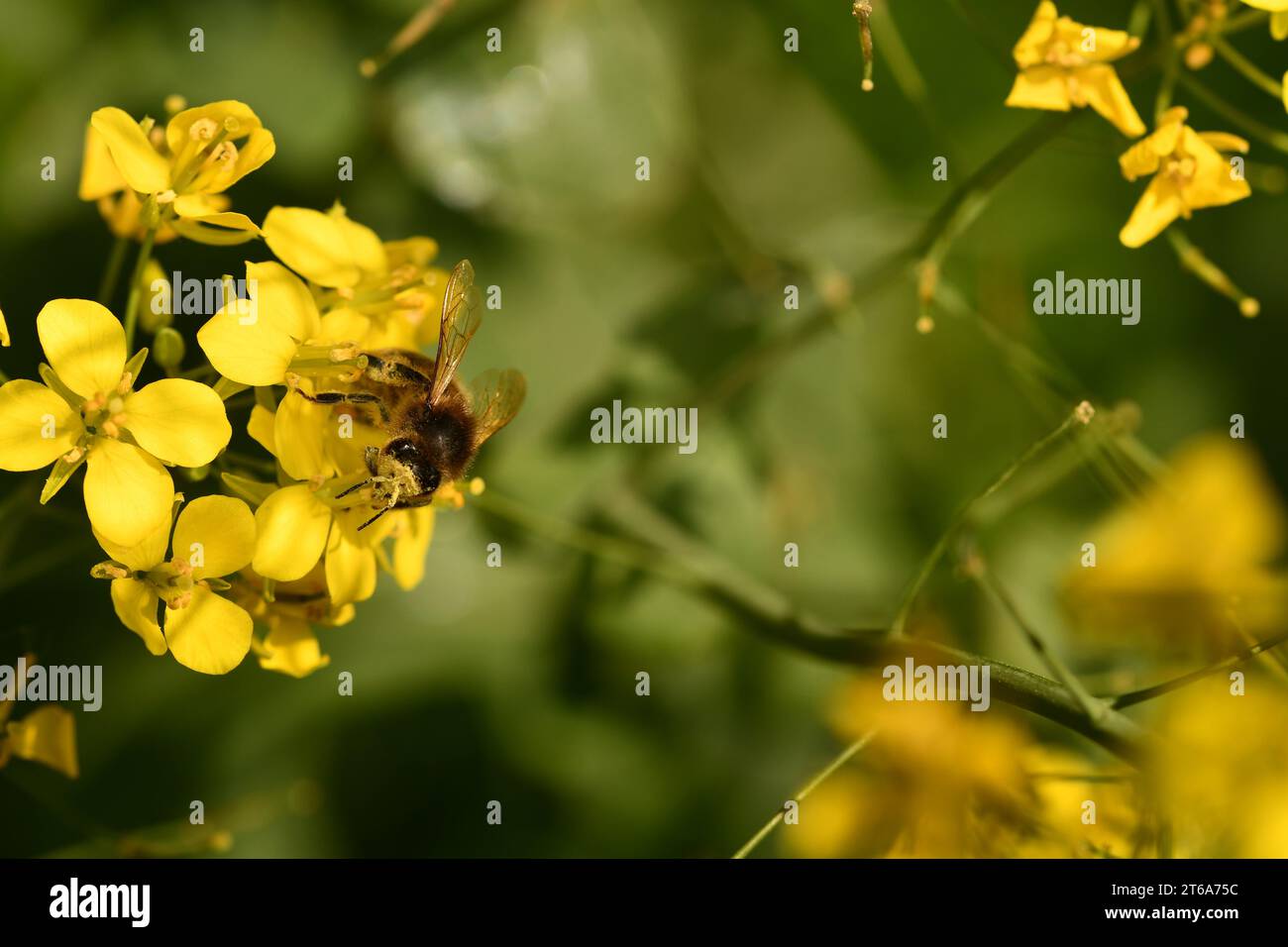 Entomology bee hi-res stock photography and images - Alamy