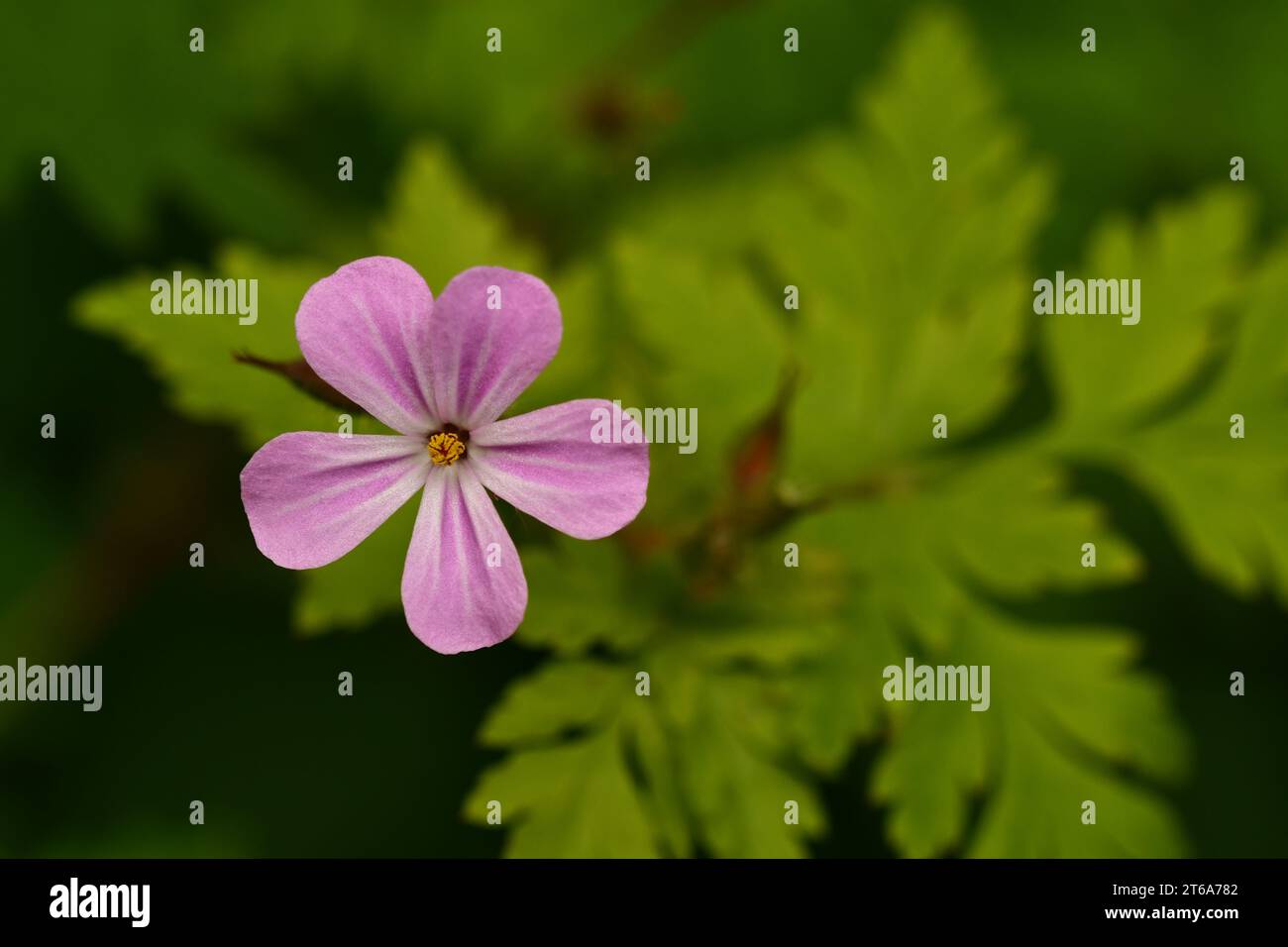 Wallpaper pink flower hi-res stock photography and images - Alamy