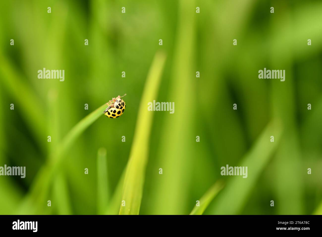 Ladybug, Ladybird, lady-beetle, Lady-cow, macro Stock Photo - Alamy