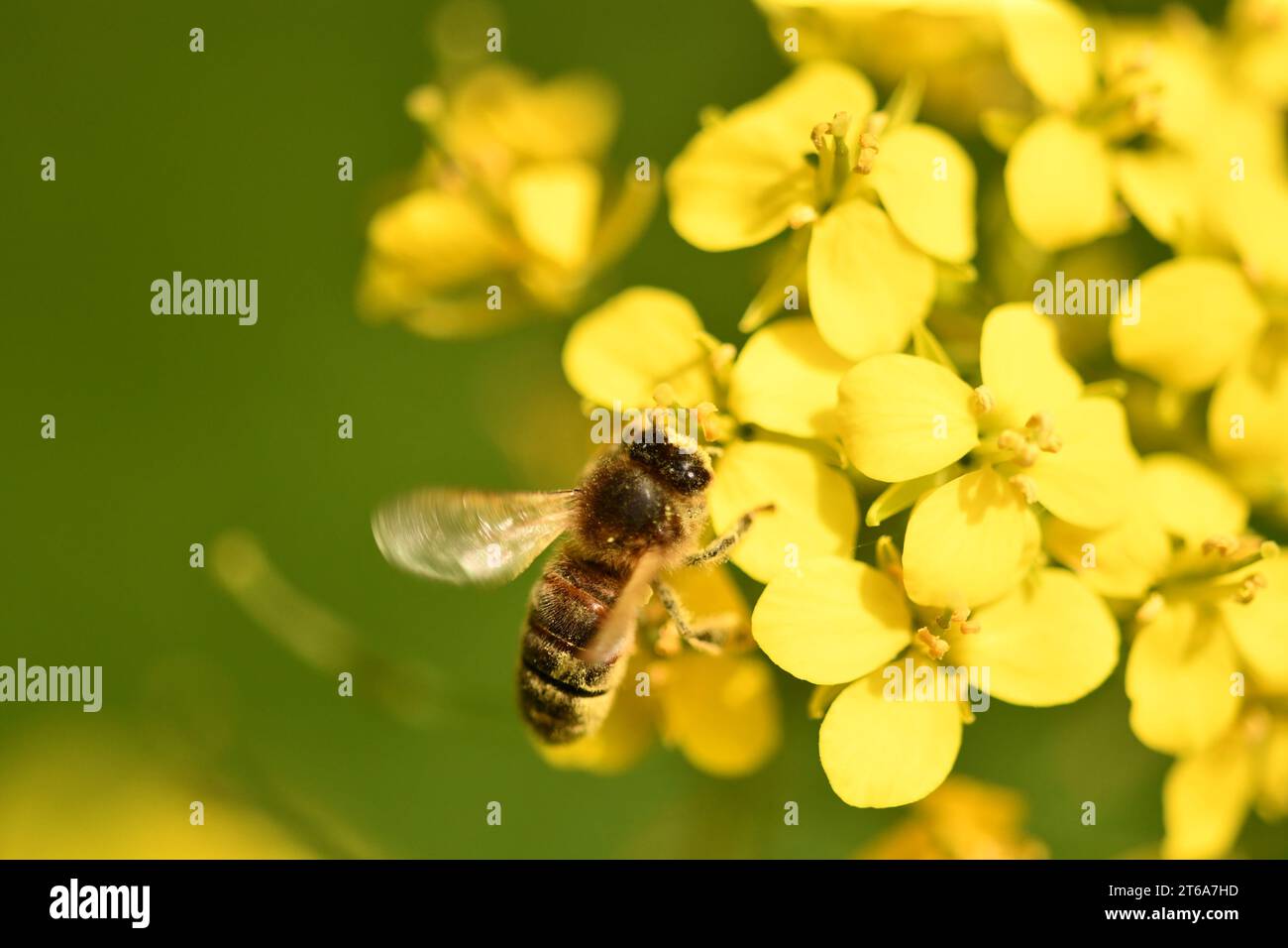 Entomology bee hi-res stock photography and images - Alamy