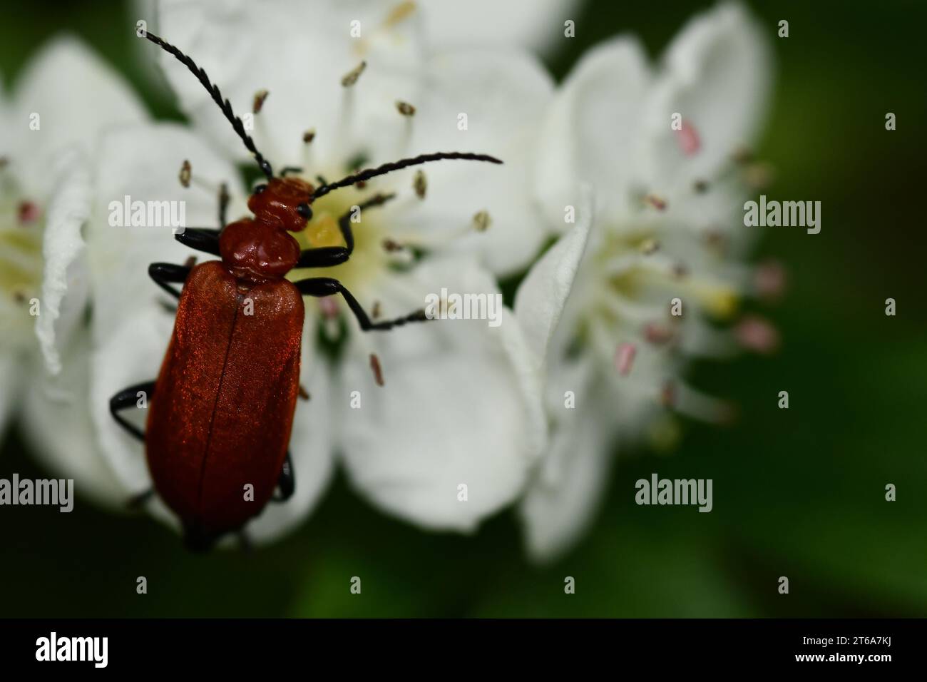 Red beetle, Kilkenny, Ireland Stock Photo - Alamy