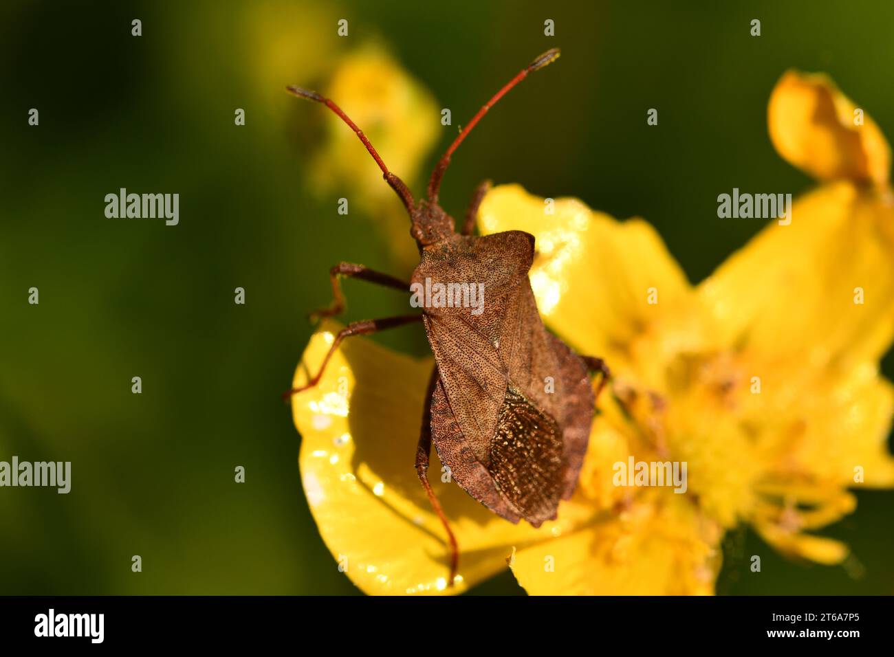 Coreidae, Leaf-footed bug, insects, macro photography, Kilkenny ...