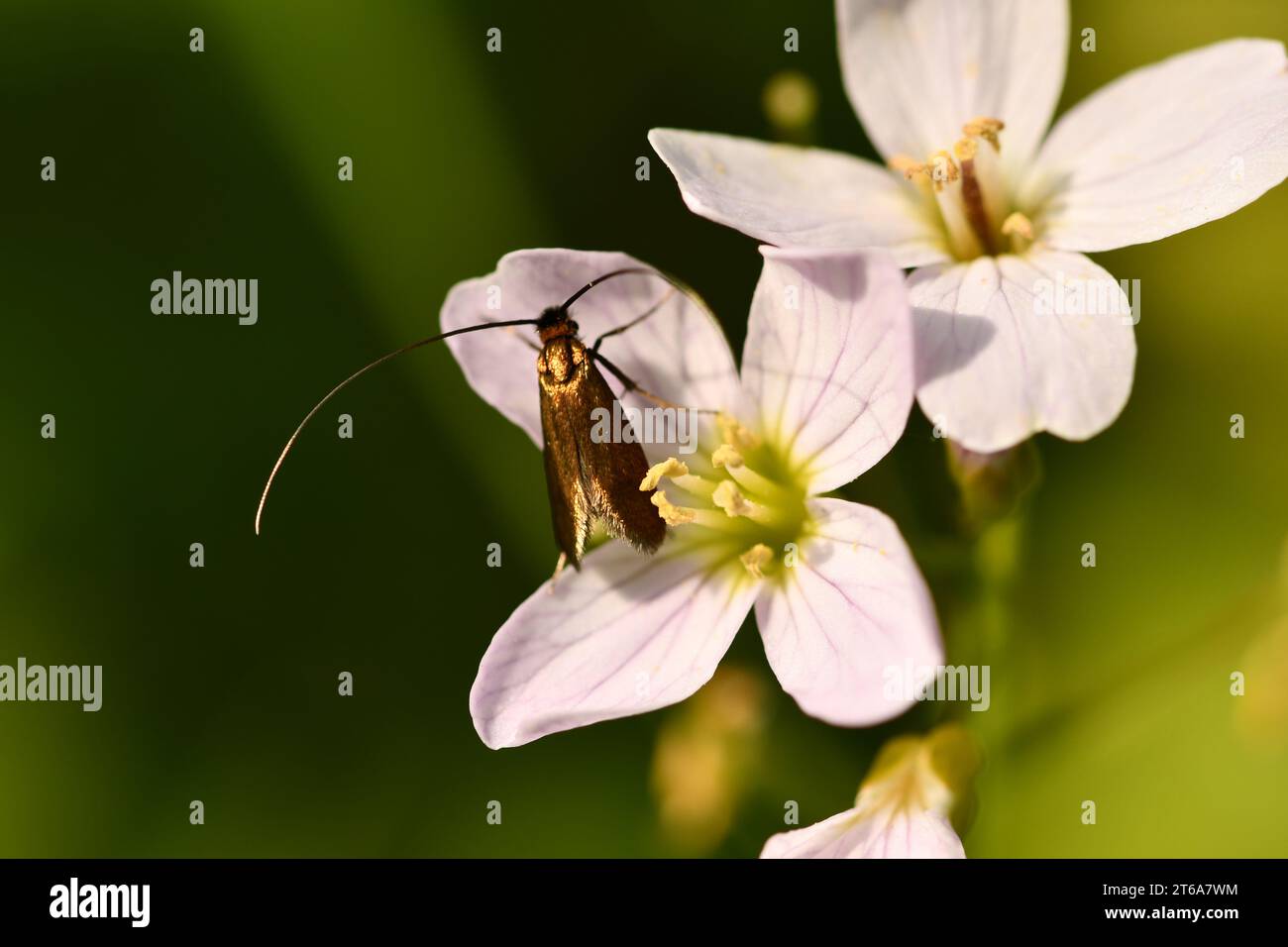 Close up images of insects hi-res stock photography and images - Alamy