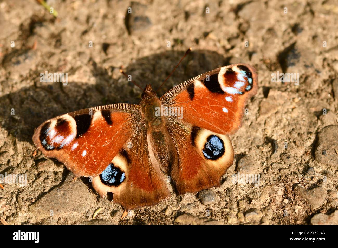 Peacock (Inachis io) butterfly, Kilkenny, Ireland Stock Photo - Alamy