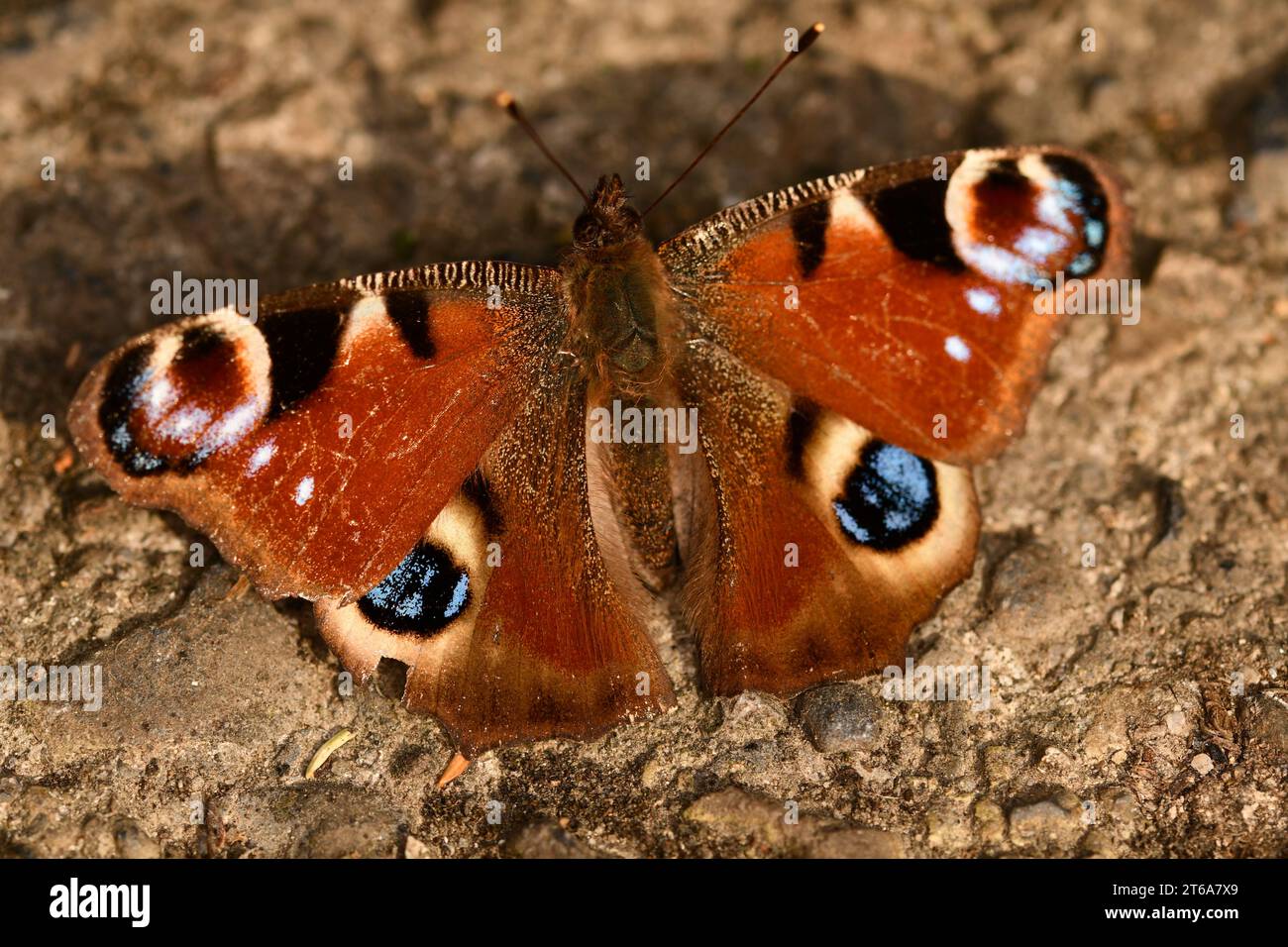 Peacock (Inachis io) butterfly, Kilkenny, Ireland Stock Photo - Alamy
