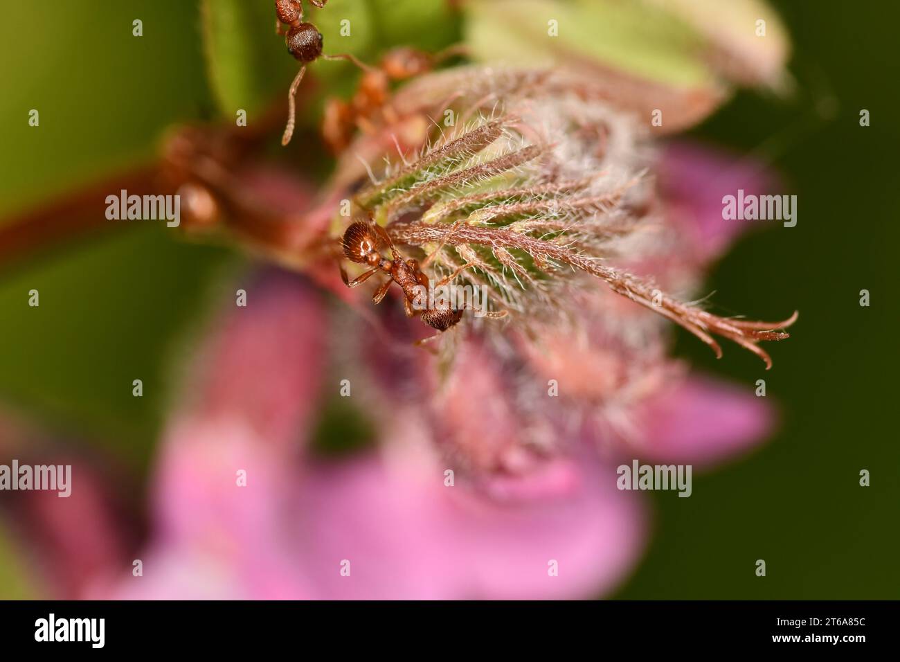 Biology bugs entomology environment hi-res stock photography and images ...