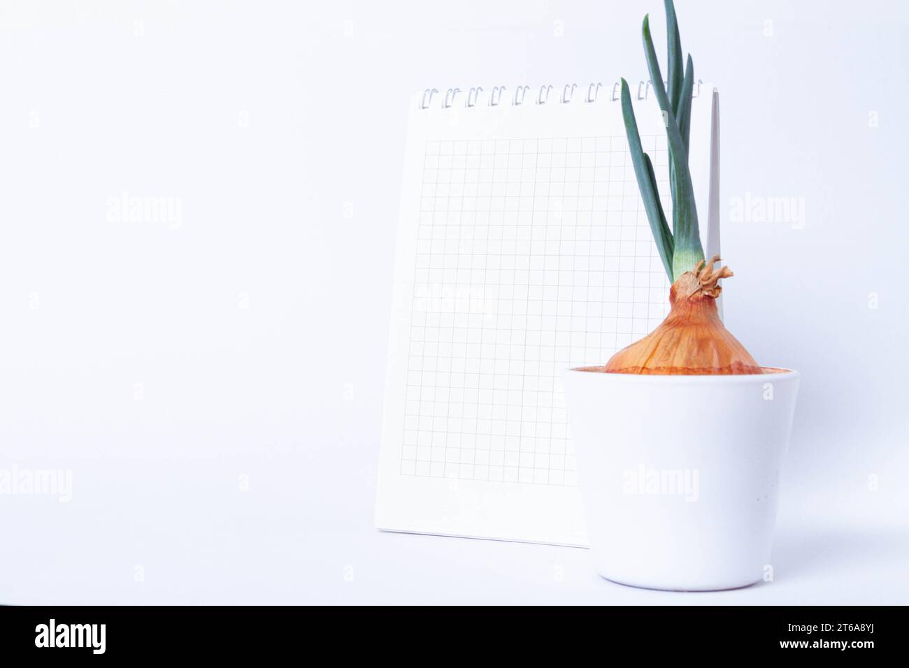 Growing plants in the laboratory. Sprouted green onions on a white ...