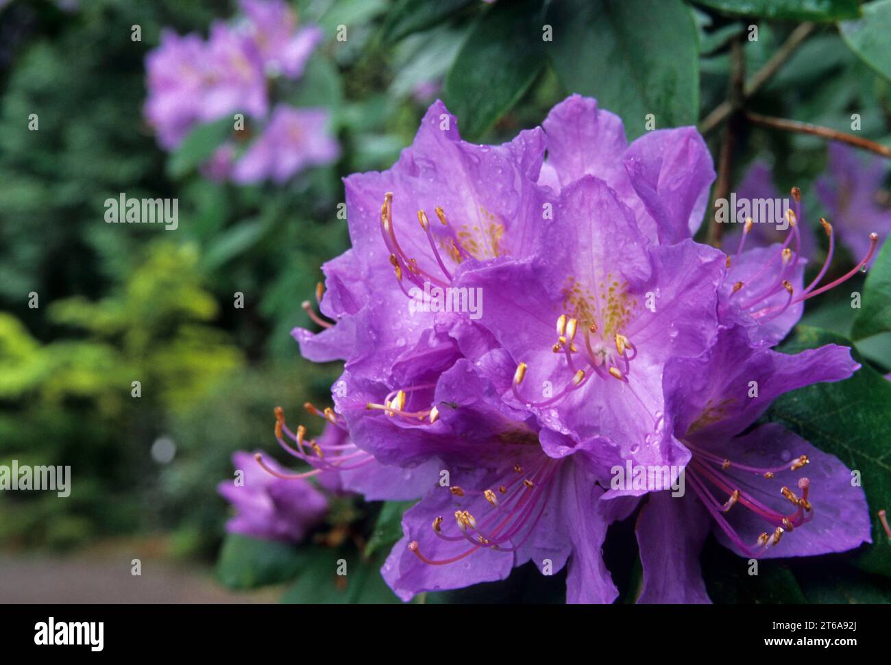 Azalea, Bellingham Children's Monument, Big Rock Garden Park ...