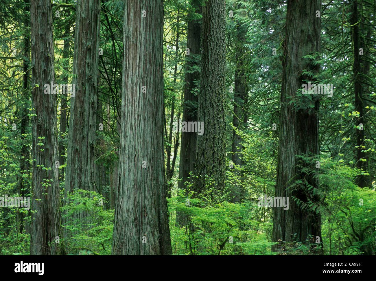 Ancient forest, Lewis & Clark State Park, Washington Stock Photo - Alamy